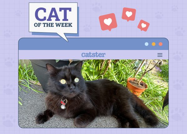 2024 & 2025 Cat Photo Contest Winners - Catster