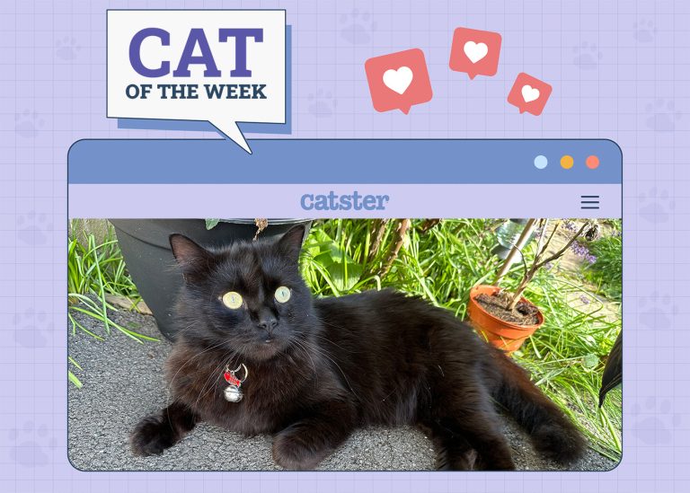 2024 & 2025 Cat Photo Contest Winners - Catster