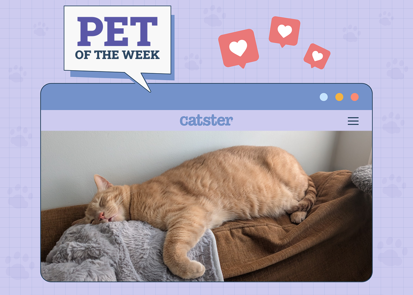 Cat Photo Contest Winners - Catster