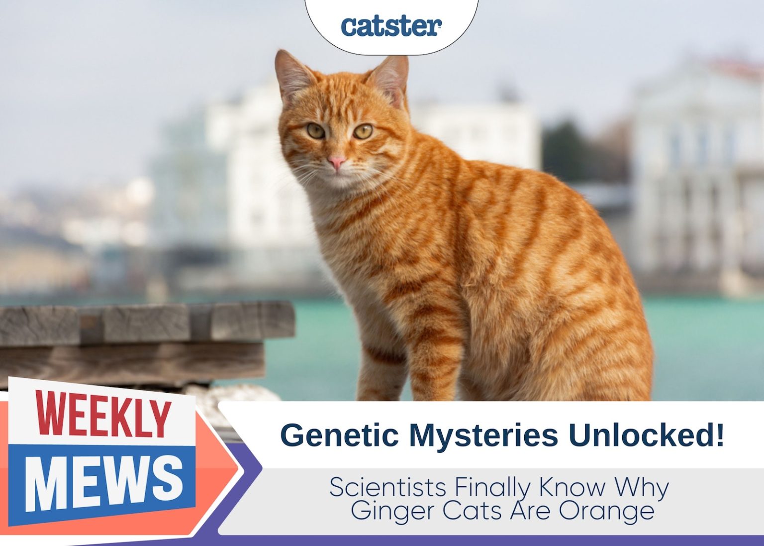 Scientists Finally Know Why Ginger Cats Are Orange: Genetic Mysteries ...