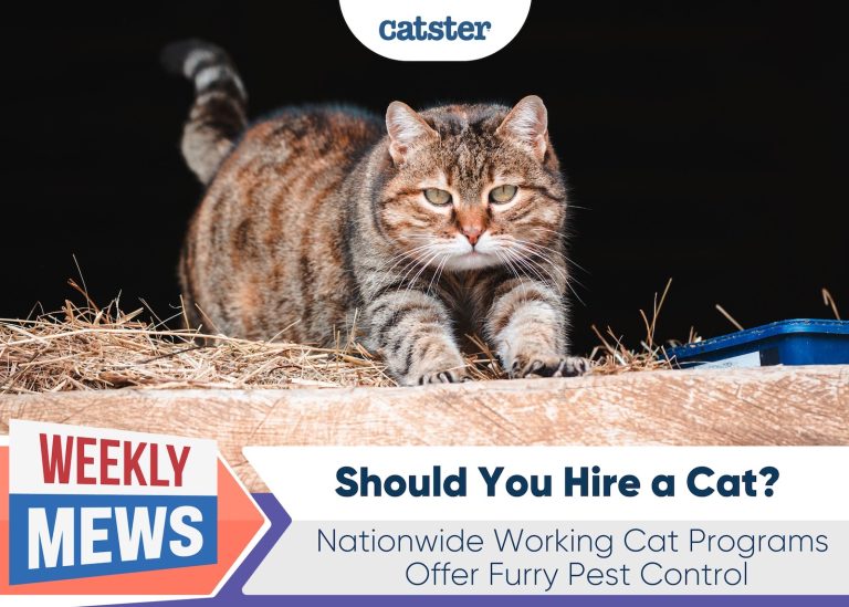 Should You Hire a Cat? Nationwide Working Cat Programs Offer Furry Pest ...