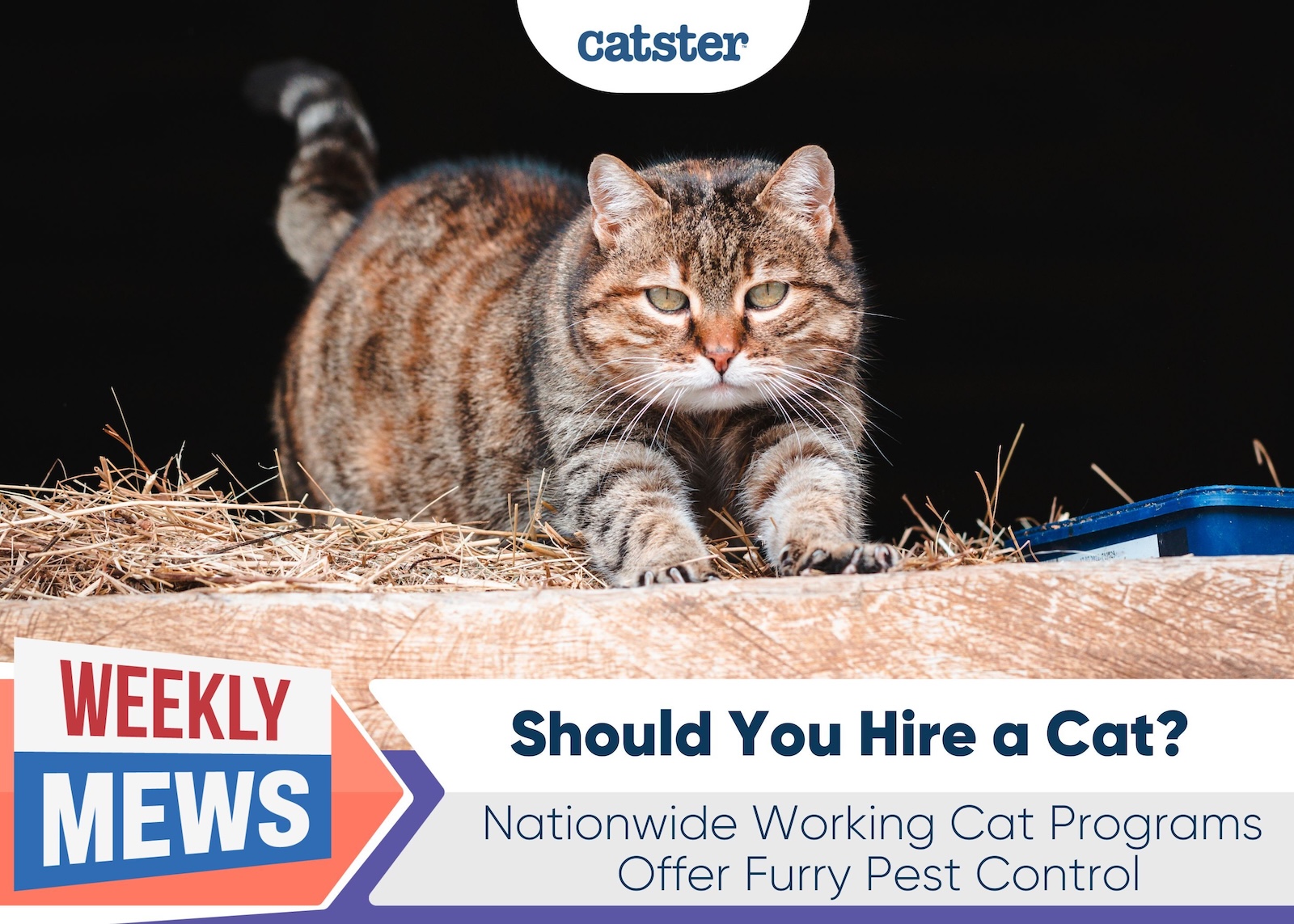 Should You Hire a Cat? Nationwide Working Cat Programs Offer Furry Pest ...