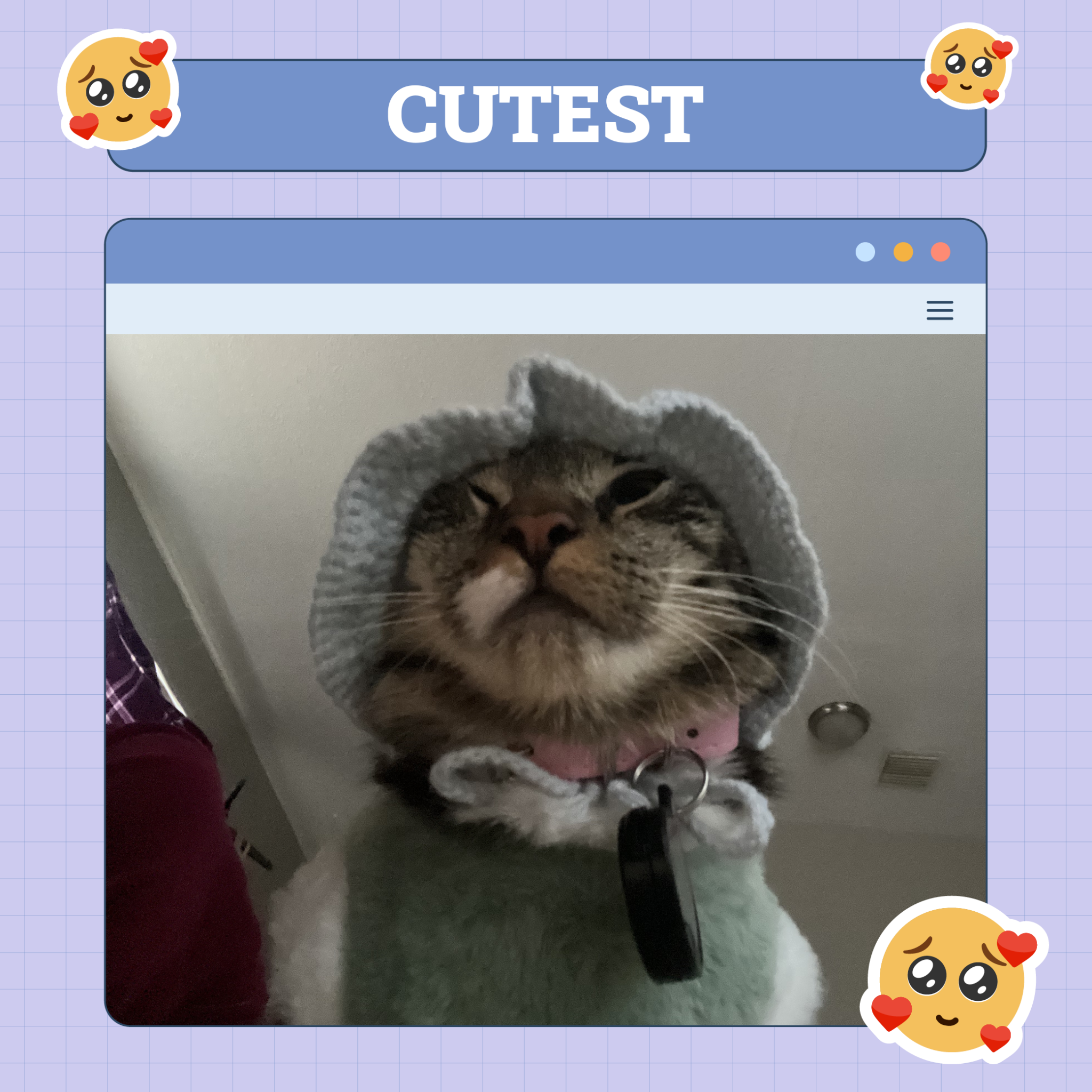 Cat Photo Contest Winners - Catster