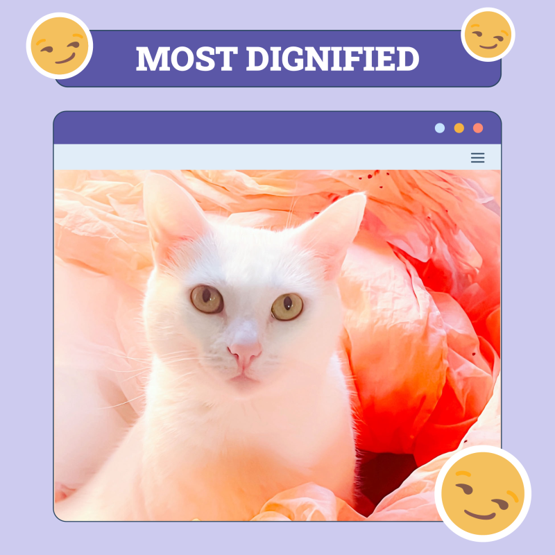 Catster Photo Contest: Cats of the Week Winners (June 12, 2025) - Catster