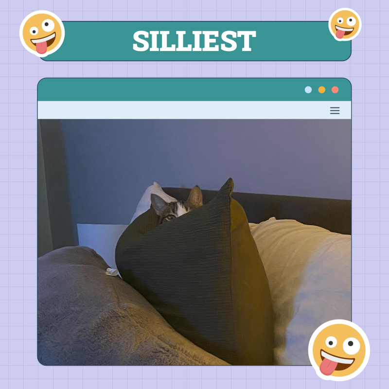 Catster Photo Contest: Cats of the Week Winners (June 12, 2025) - Catster