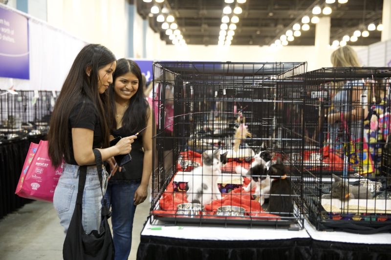 LA’s Biggest Cat Event is Back: CatCon Celebrates 10th Anniversary ...
