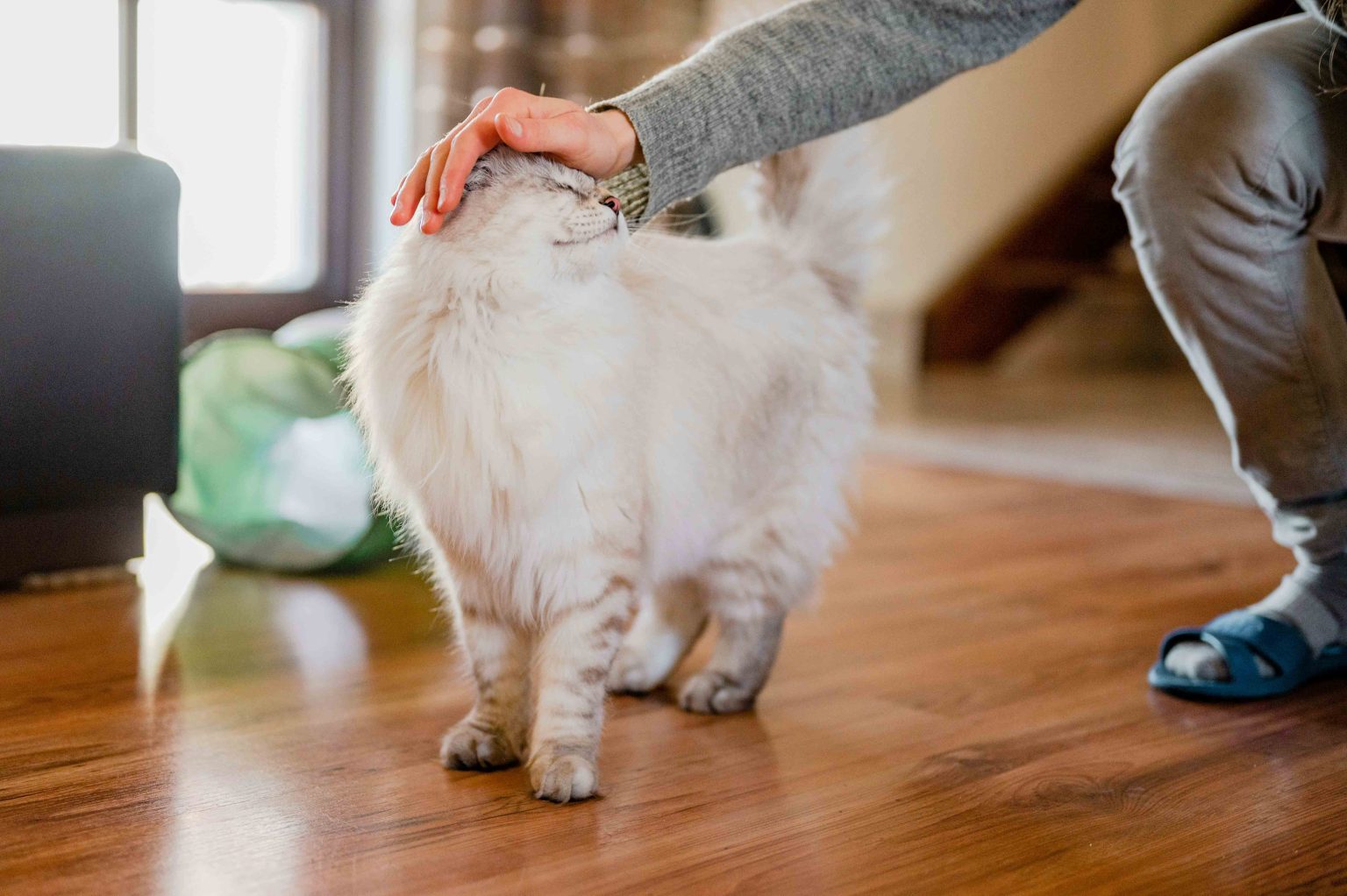 How Much Should My Cat Weigh? Vet-Approved Chart & Infographic - Catster