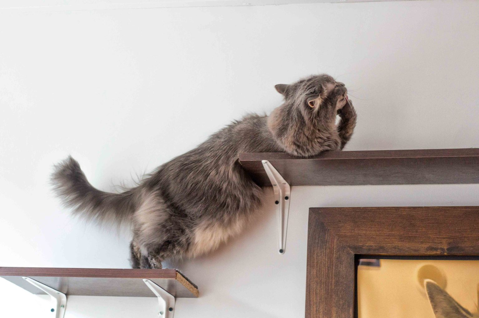 7 Simple Ways to Keep Your Indoor Cat Active, Curious, and Calm - Catster