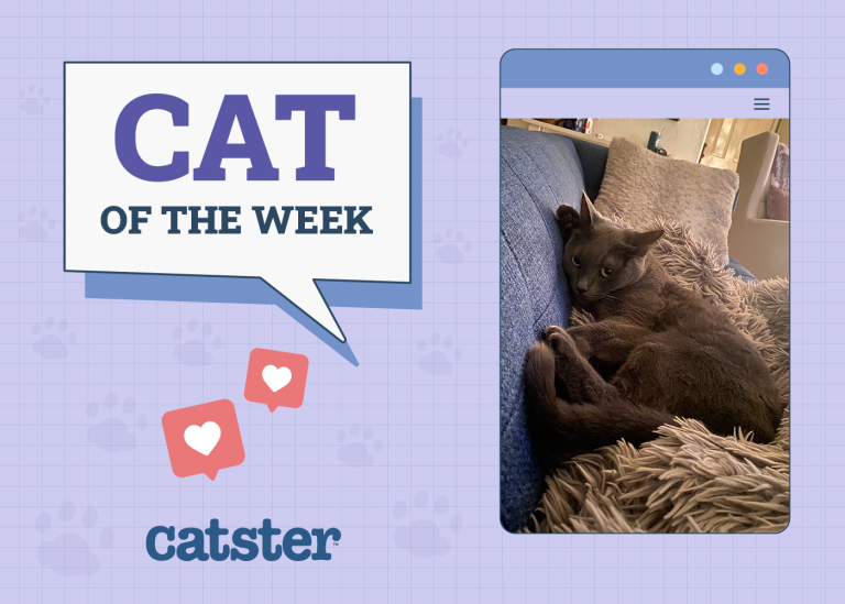 2024 & 2025 Cat Photo Contest Winners - Catster