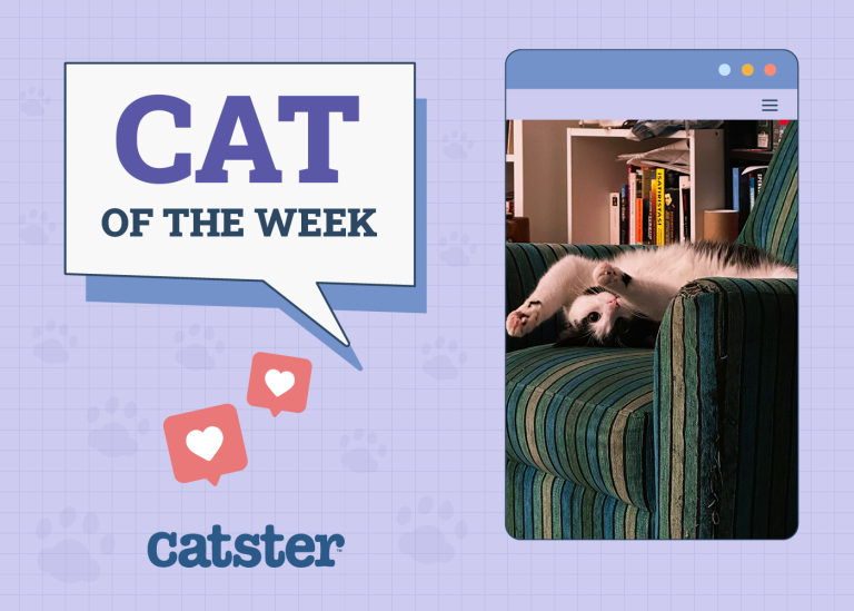 2024 & 2025 Cat Photo Contest Winners - Catster