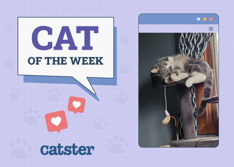 2024 & 2025 Cat Photo Contest Winners - Catster