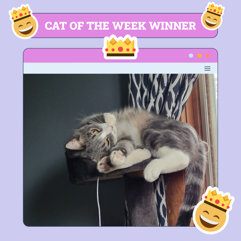 Catster Photo Contest: Cats of the Week Winners (July 17, 2025) - Catster