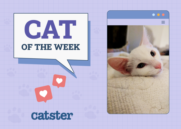 2024 & 2025 Cat Photo Contest Winners - Catster