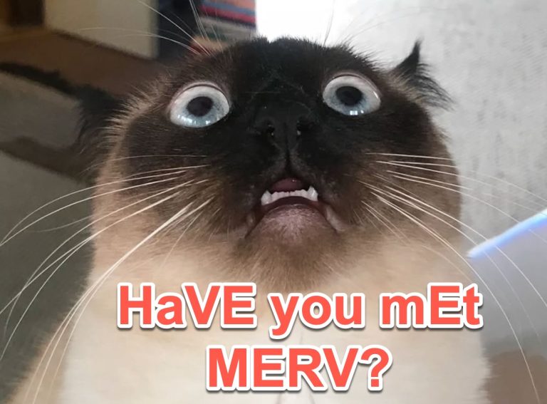 Meet Merv: The Talking Cat Who’s Making the World Smile (One Summoned ...