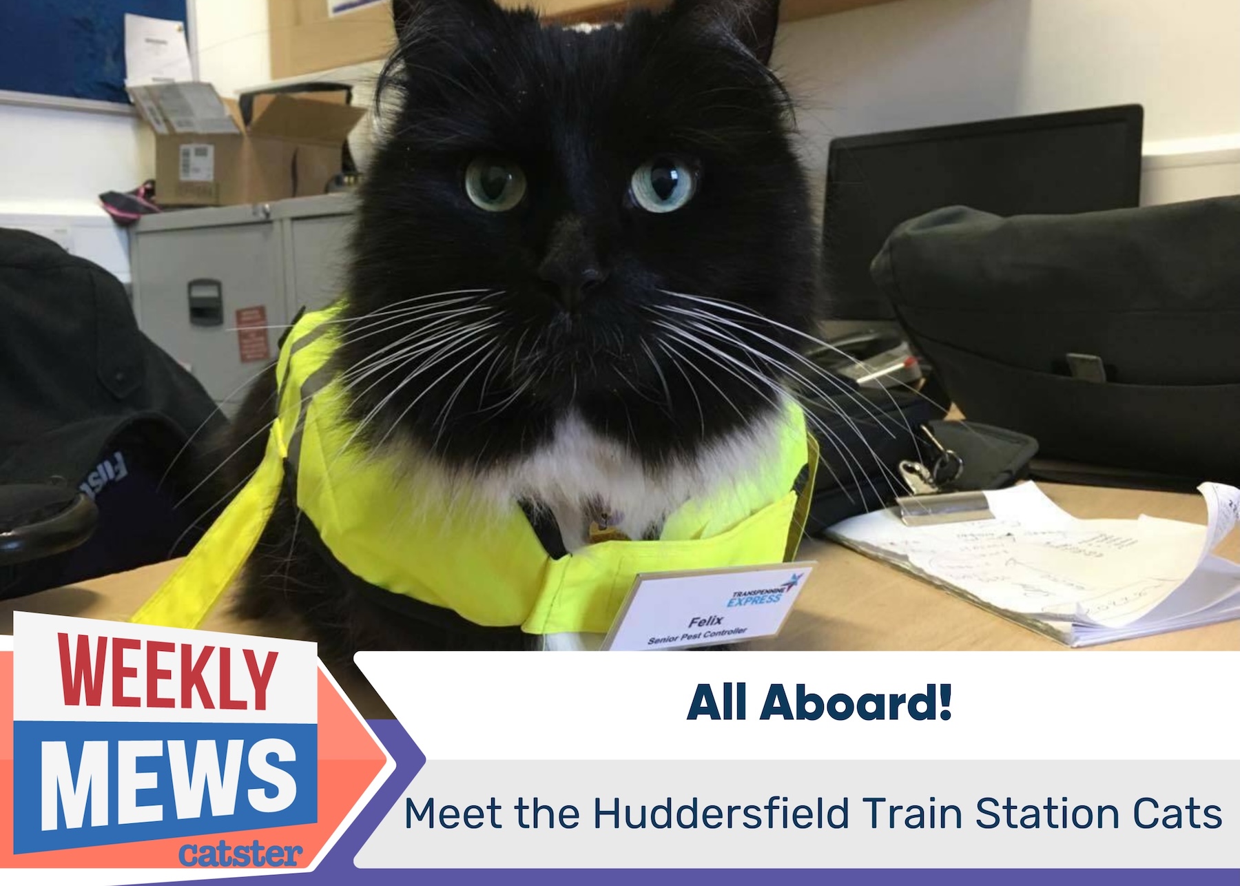 All Aboard: Meet the Huddersfield Train Station Cats - Catster