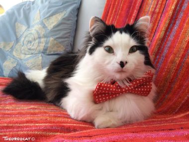 Remembering The Oreo Cat – A Mother’s Tribute - PetsWoo