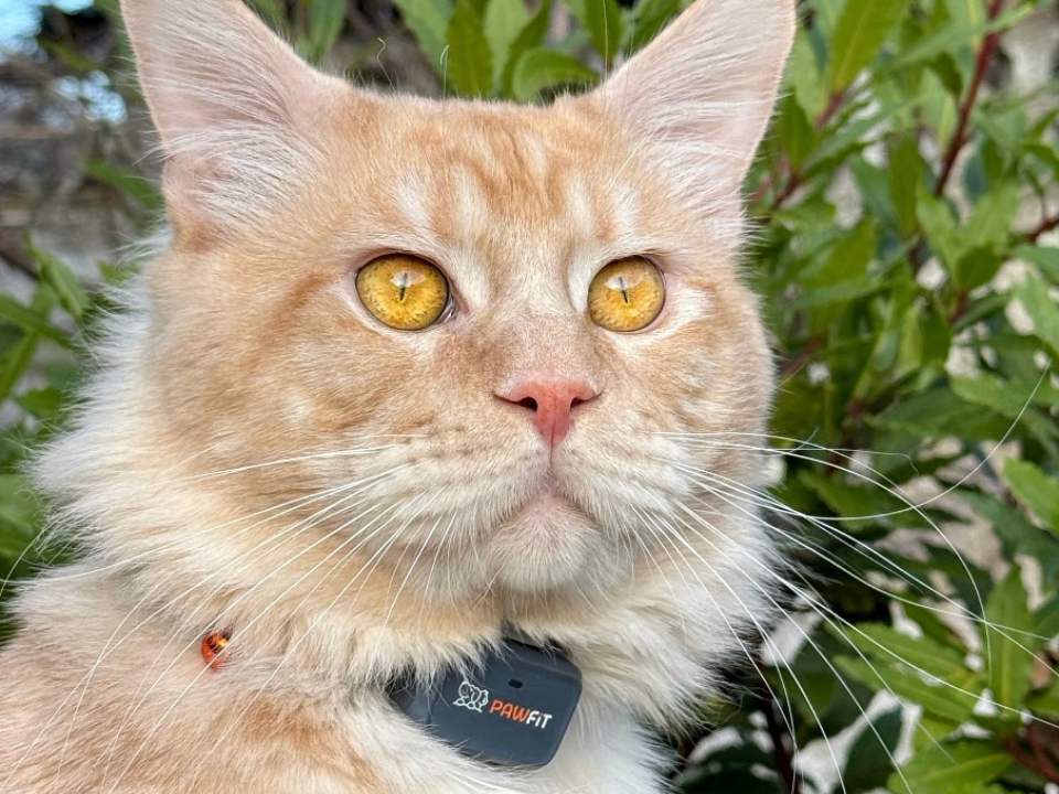 6 Ways a Cat Tracker Can Keep Your Cat Safer, Healthier, & Happier ...