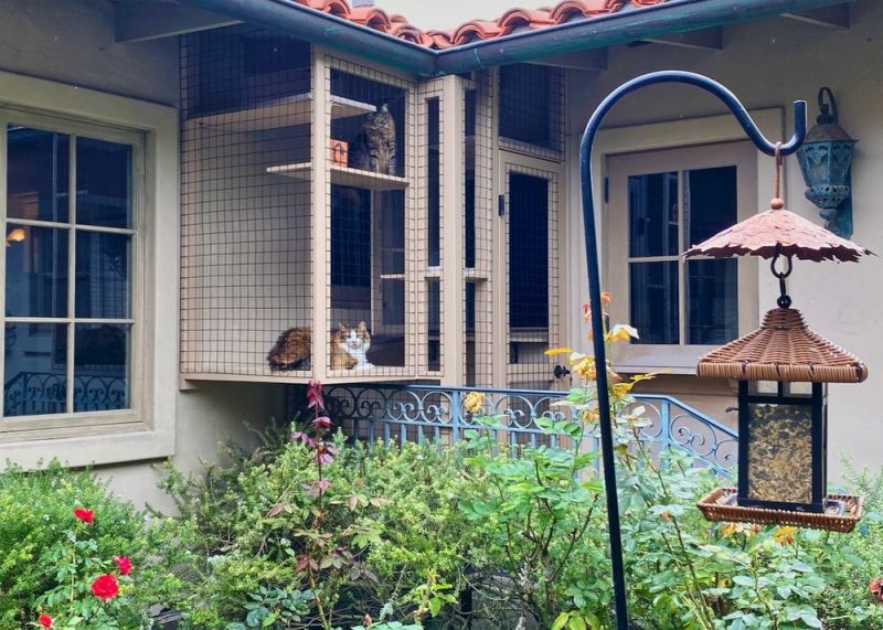 Cat Therapists & Boarding Bedtime Stories: Yelp's Most Popular ...