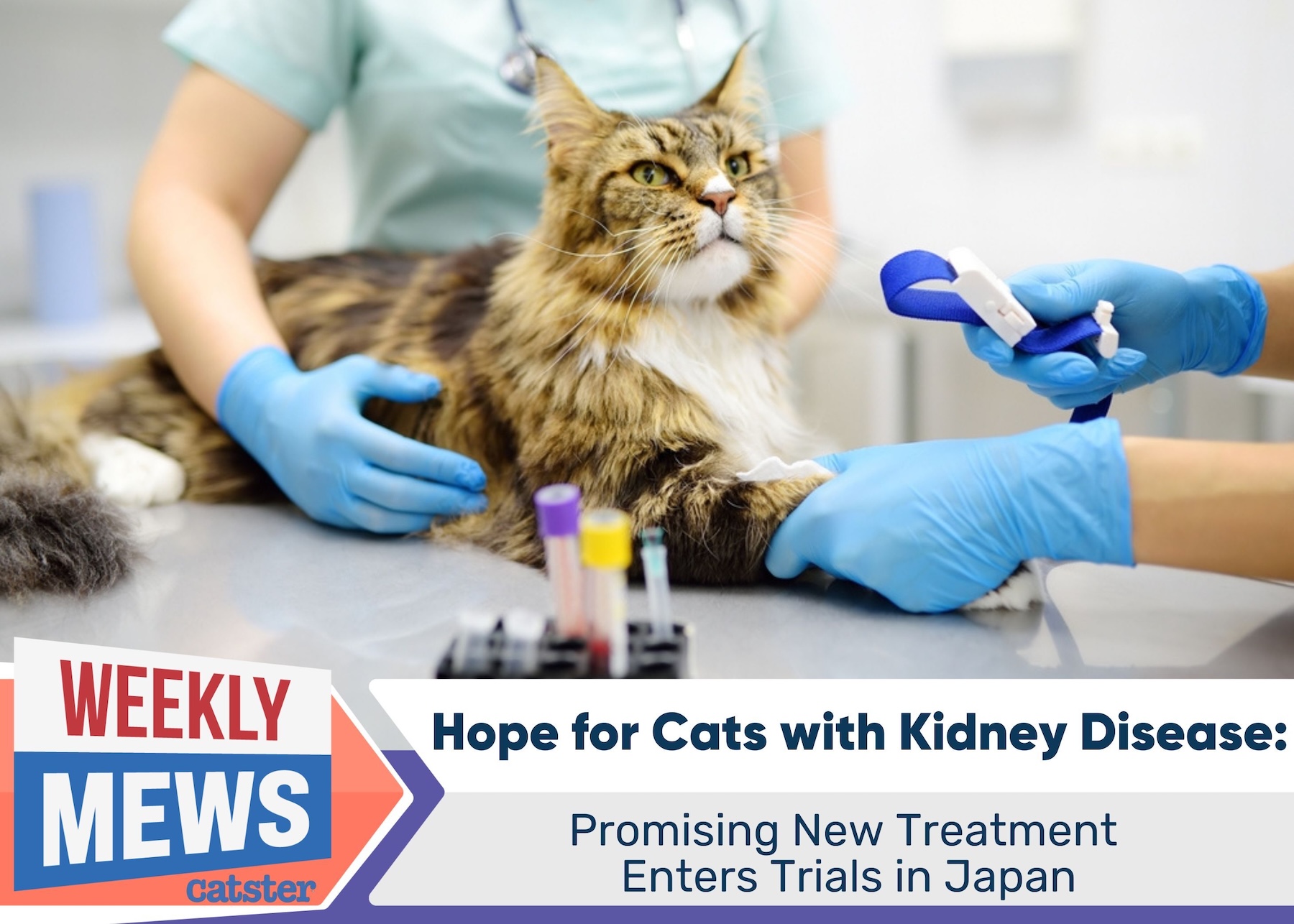 Promising New Feline Kidney Disease Treatment Enters Trials in Japan ...