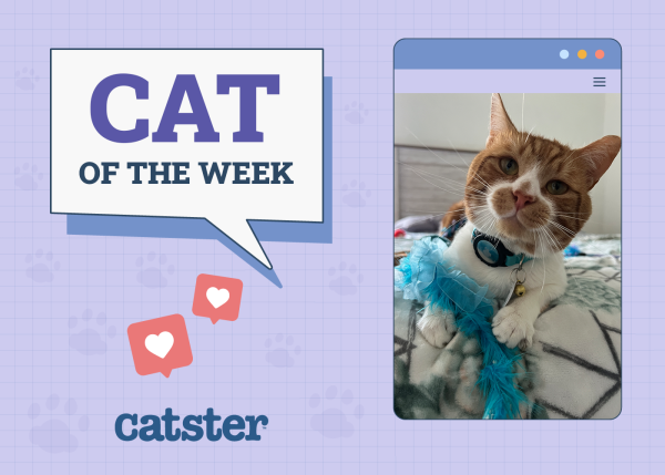 Catster Photo Contest: Cats of the Week Winners (August 28, 2025) - Catster