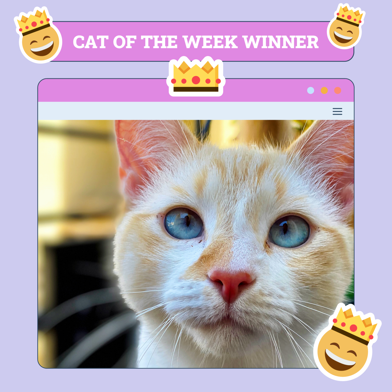 Catster Photo Contest: Cats of the Week Winners (August 14, 2025) - Catster