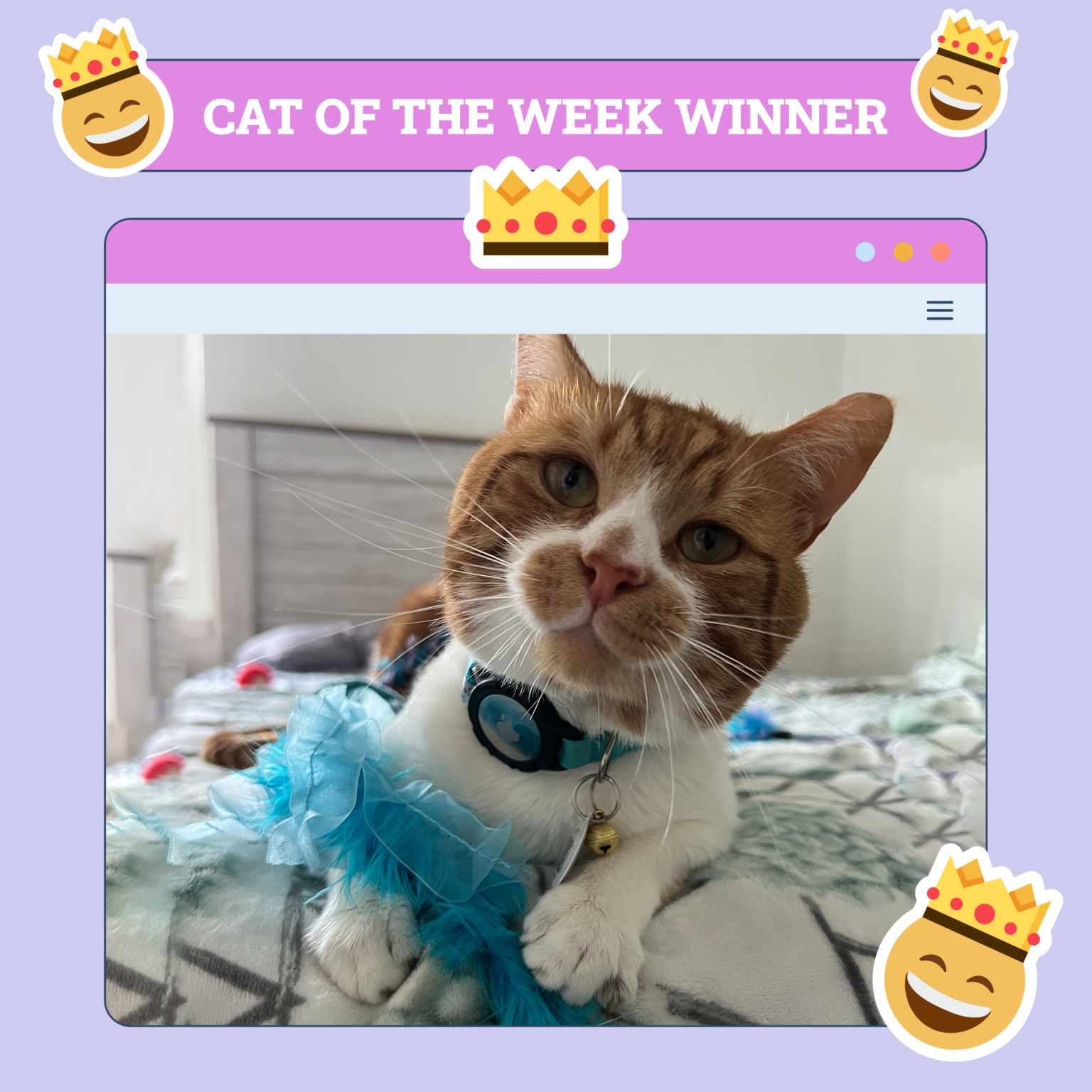 Catster Photo Contest: Cats of the Week Winners (August 28, 2025) - Catster