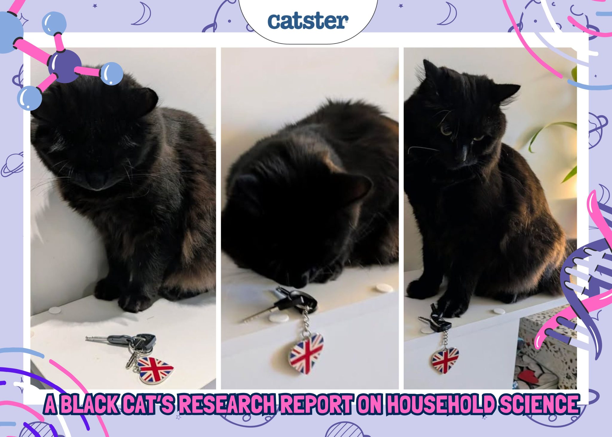 Cheekiness by Design: A Black Cat’s Research Report on Household ...