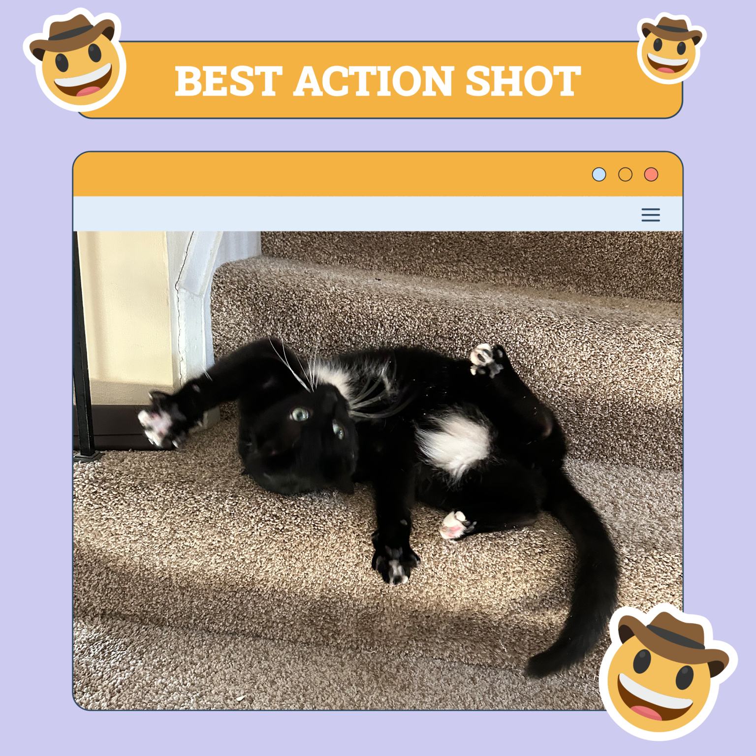 Catster Photo Contest: Cats of the Week Winners (September 11, 2025 ...