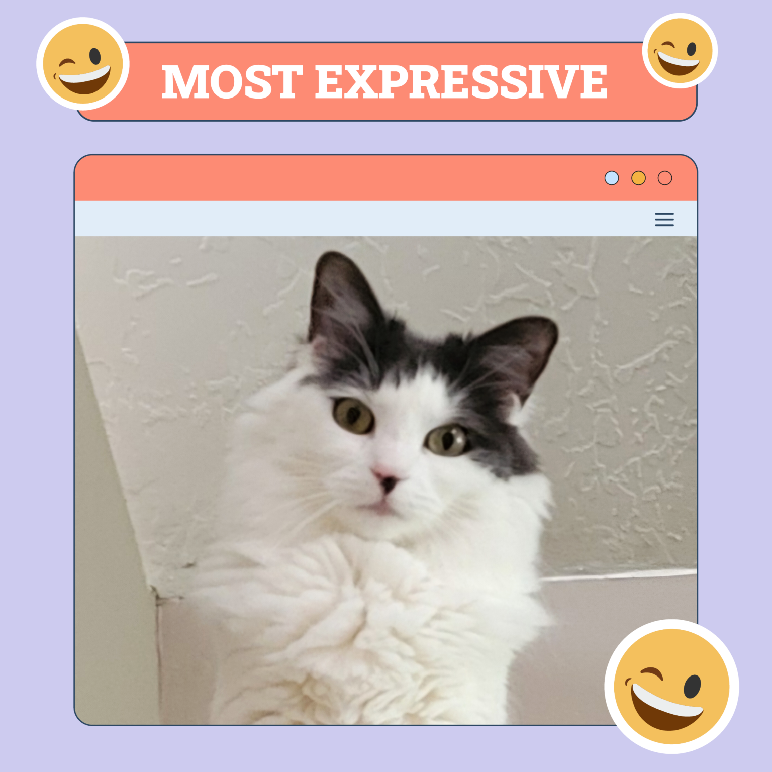 Catster Photo Contest: Cats of the Week Winners (September 18, 2025 ...