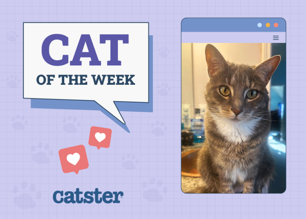 Catster Photo Contest: Cats of the Week Winners (September 4, 2025 ...