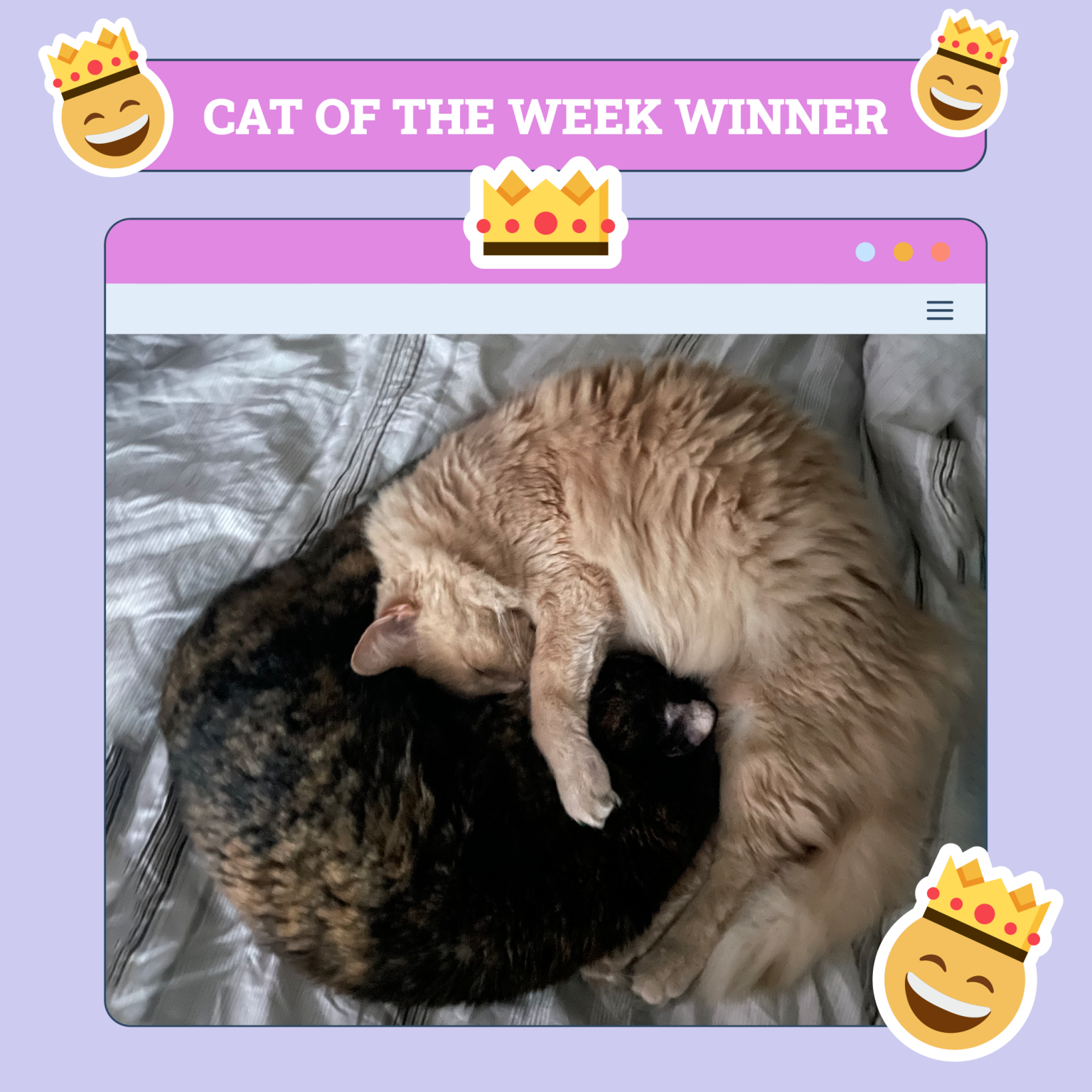Catster Photo Contest: Cats of the Week Winners (September 18, 2025 ...