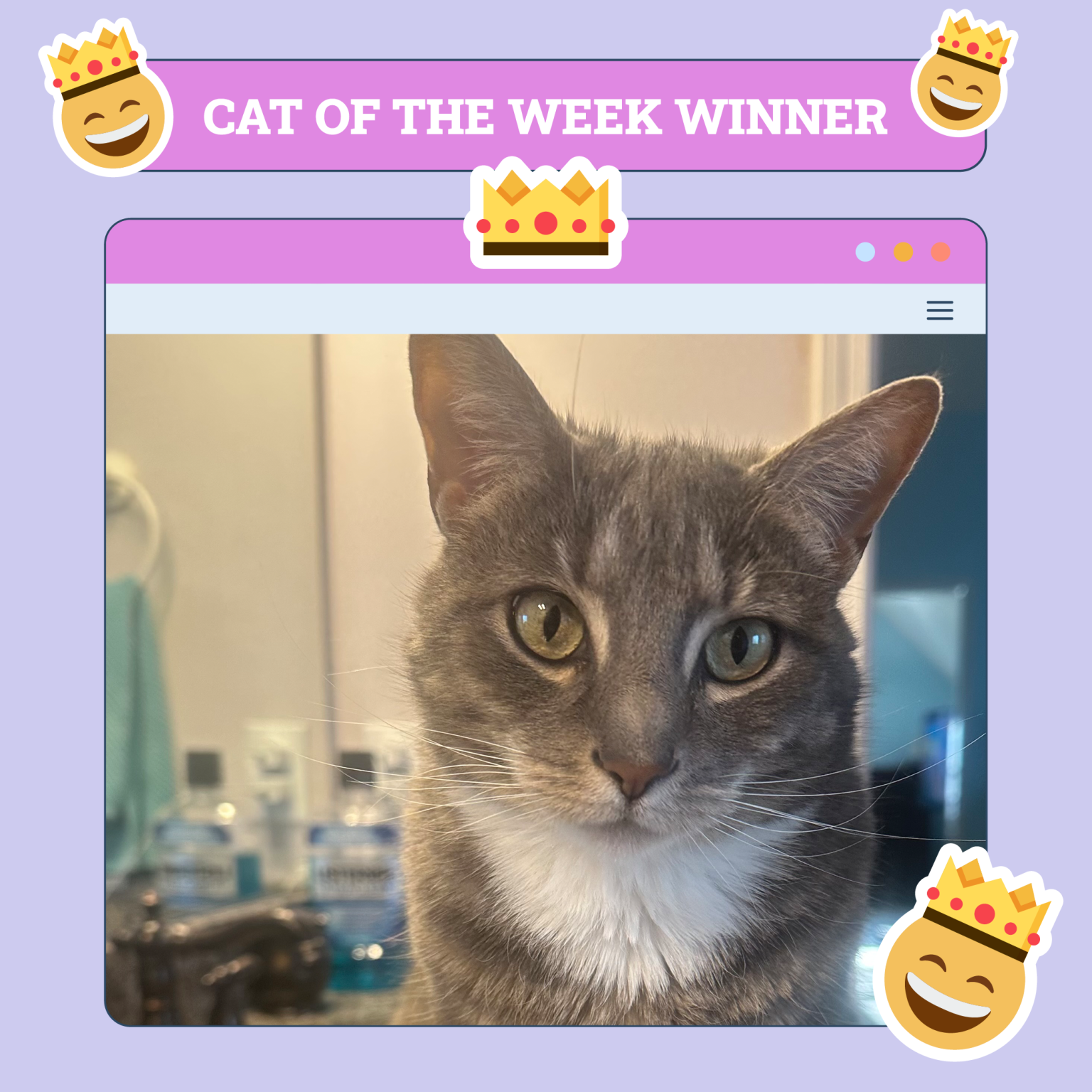 Catster Photo Contest: Cats of the Week Winners (September 4, 2025 ...