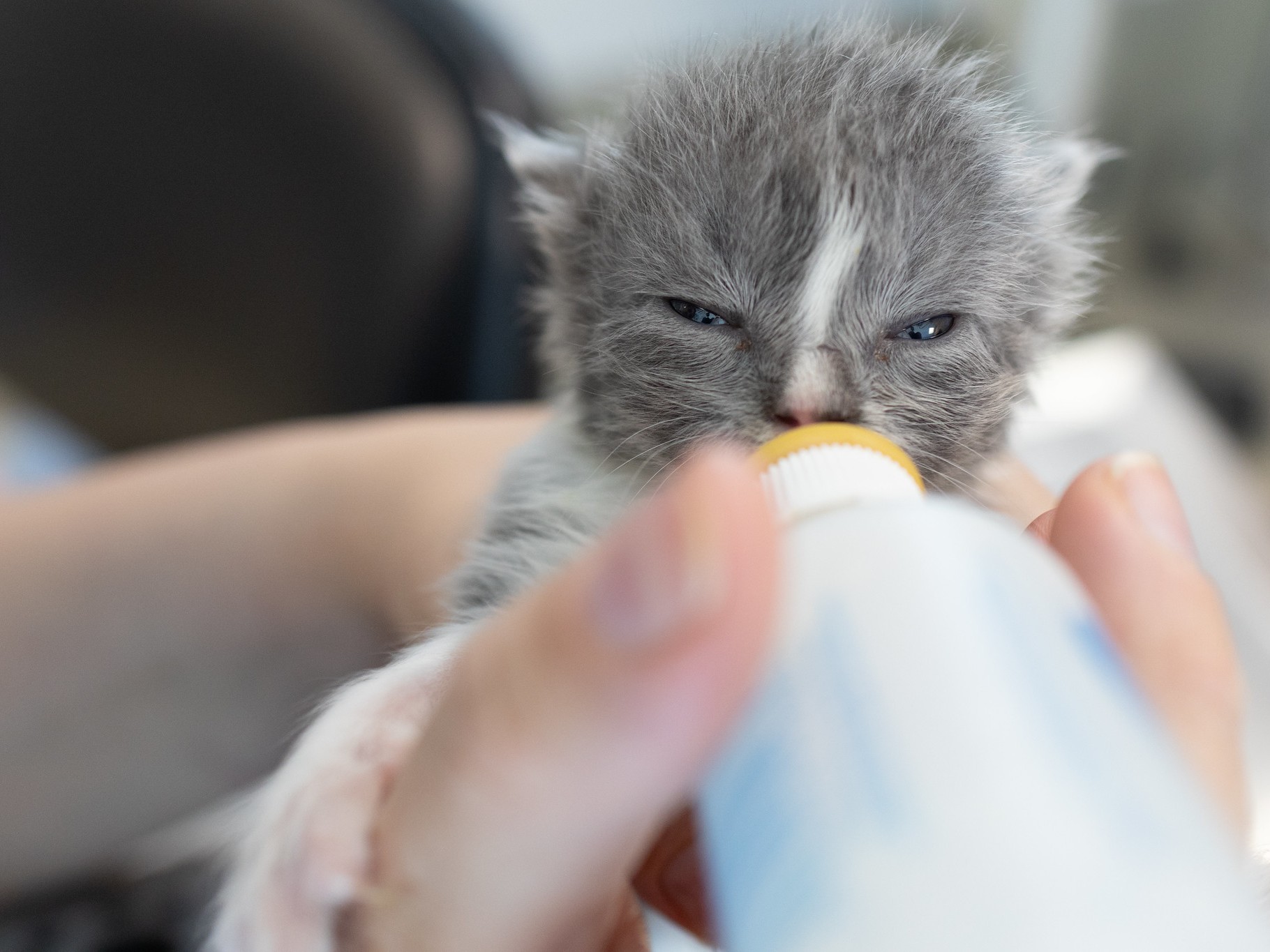 Where No Cat Is Hopeless: Inside Tabby’s Place, the Sanctuary Saving ...