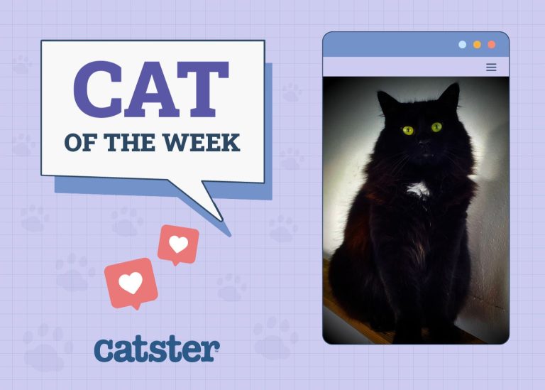 2024 & 2026 Cat Photo Contest Winners - Catster