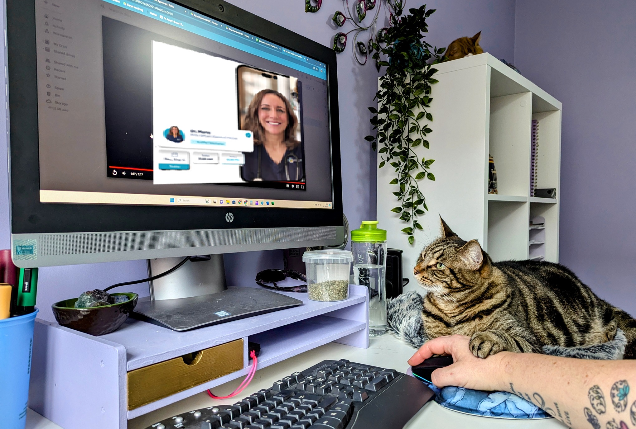 Could This Be the Future of Feline Chronic Illness Management? How ...