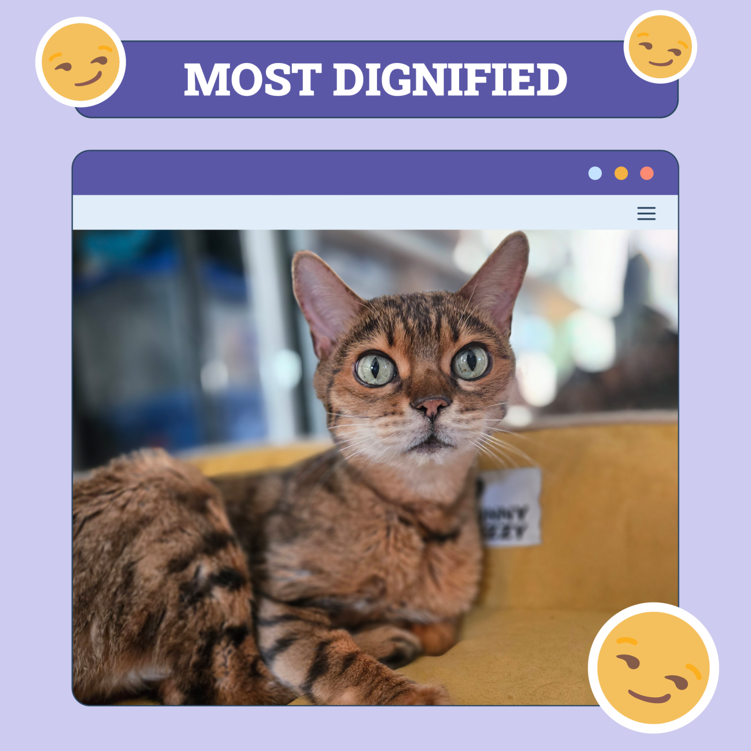 Catster Photo Contest: Cats of the Week Winners (October 16, 2025 ...