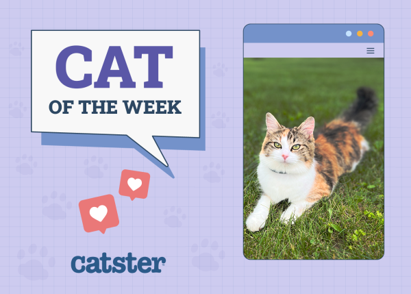 Catster Photo Contest: Cats of the Week Winners (October 16, 2025 ...