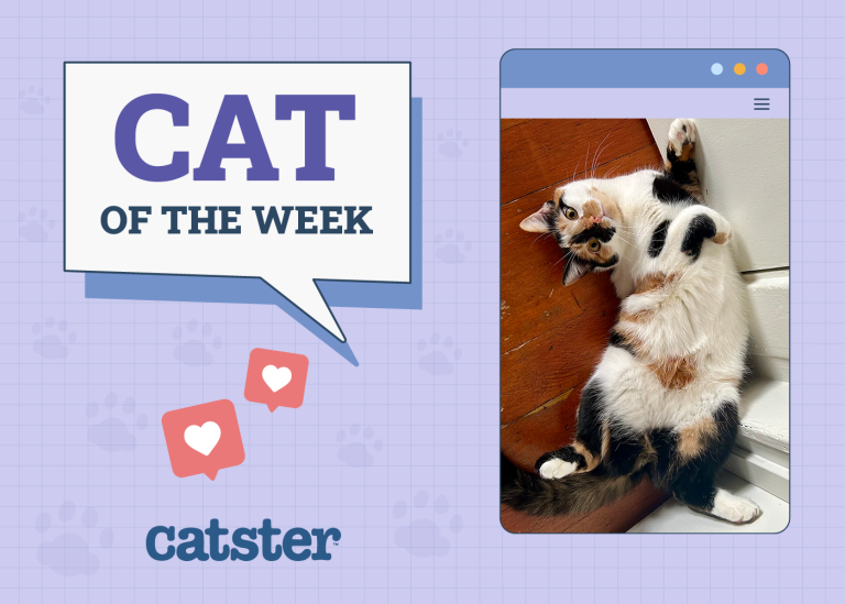 2024 & 2025 Cat Photo Contest Winners - Catster