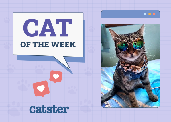 2024 & 2025 Cat Photo Contest Winners - Catster