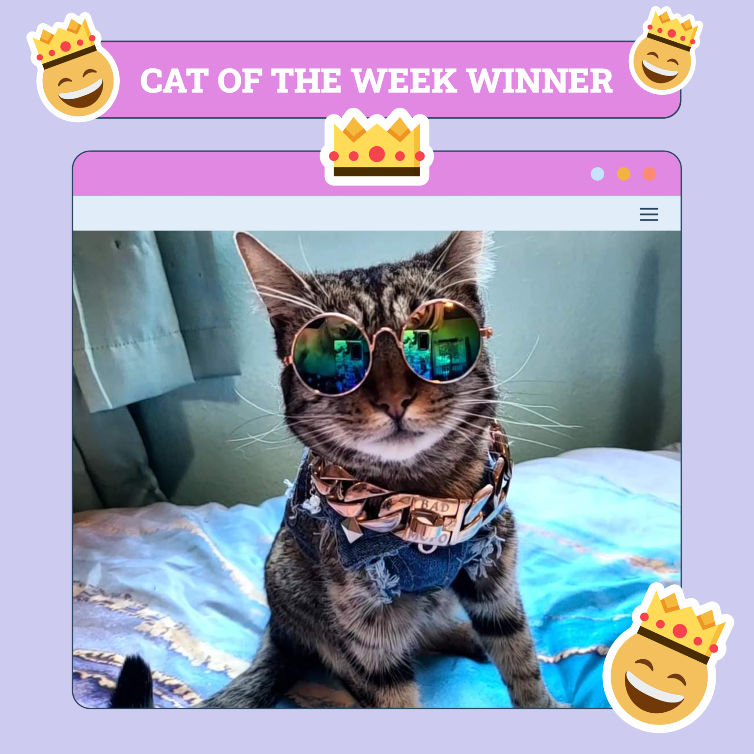 Catster Photo Contest: Cats of the Week Winners (October 9, 2025) - Catster