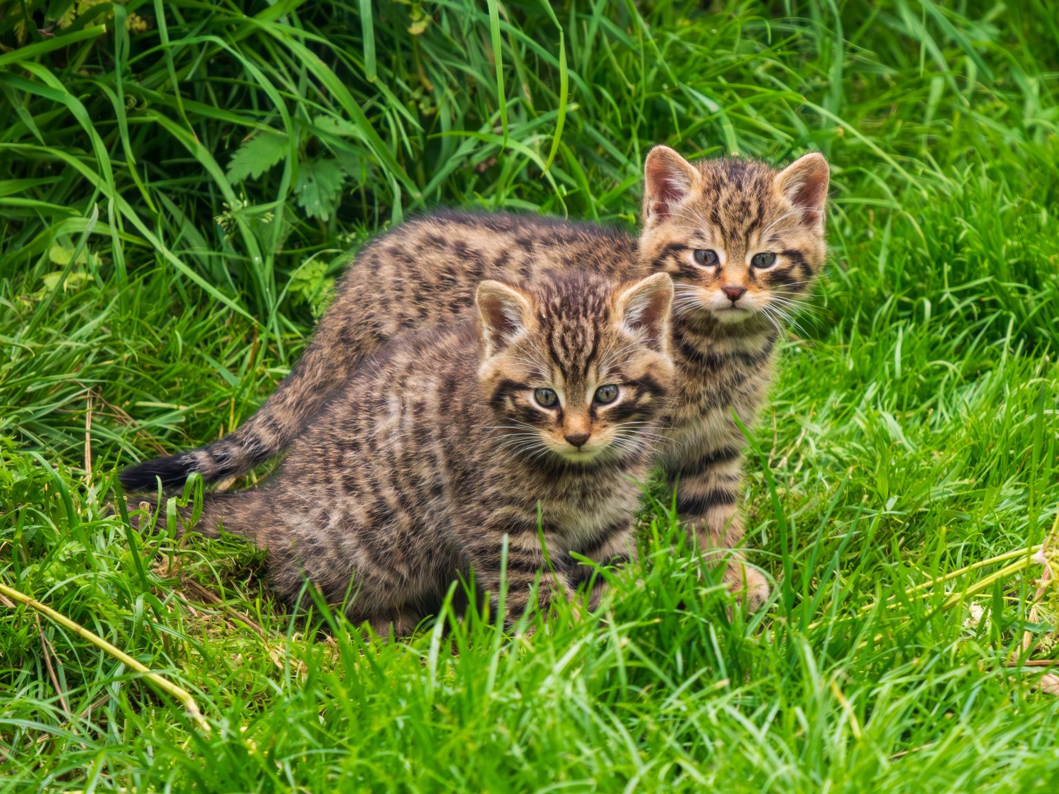 Back From the Brink - Scottish Wildcats Getting a Second Chance - Catster