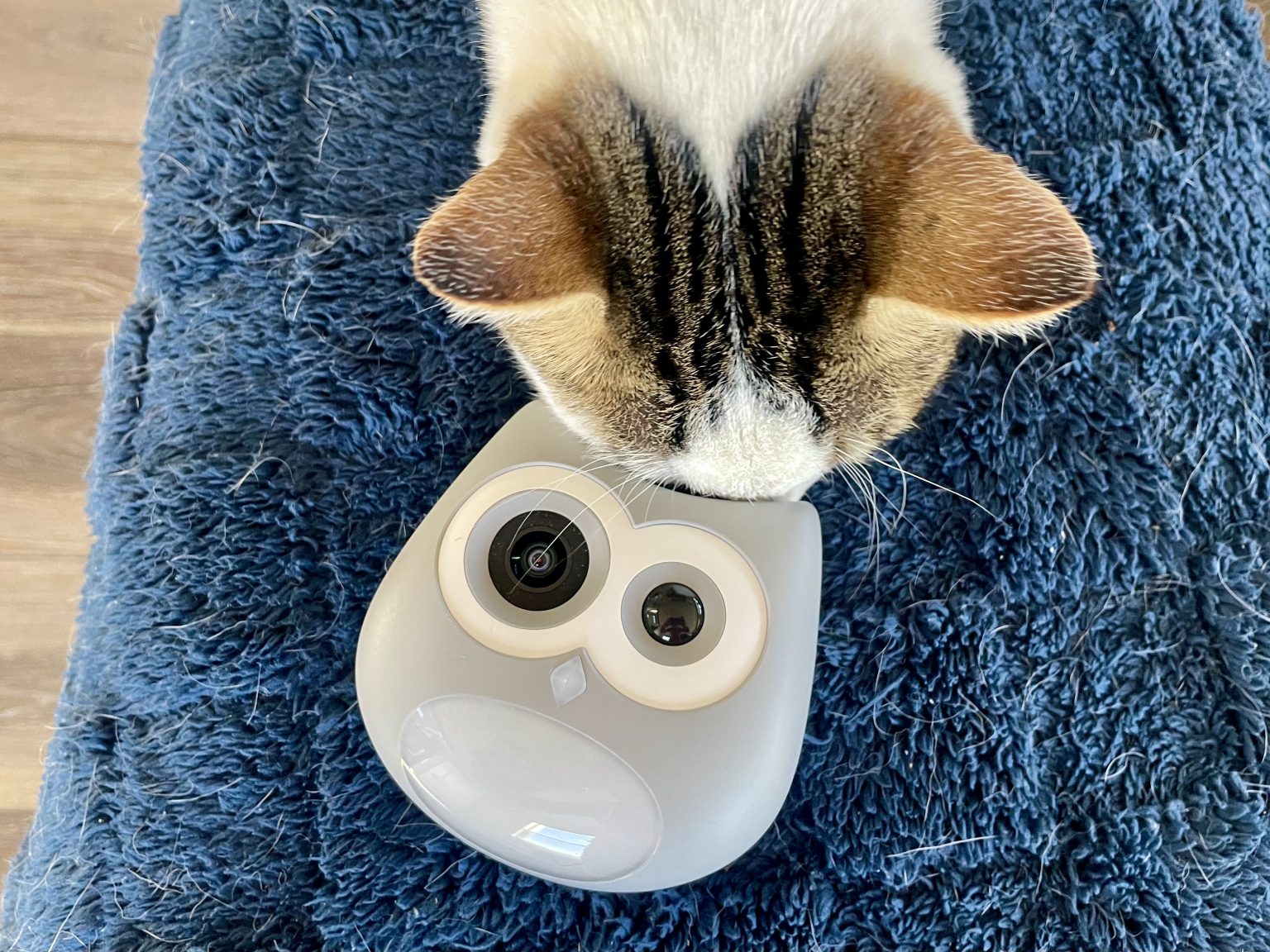 SiiPet LitterLens Litter Box Camera Review: Our Expert’s Opinion - Catster