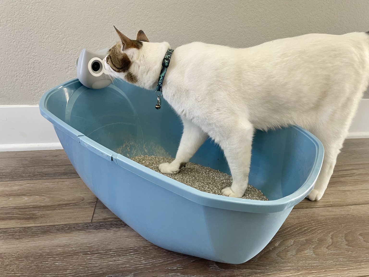 SiiPet LitterLens Litter Box Camera Review: Our Expert’s Opinion - Catster