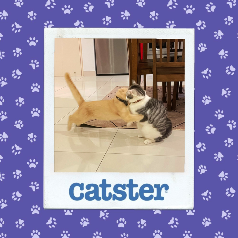 Catster Photo Contest: Cats of the Week Winners (November 27, 2025 ...