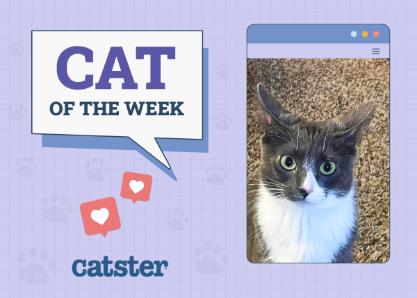 Catster Photo Contest: Cats of the Week Winners (November 27, 2025 ...