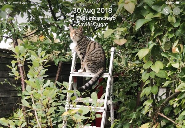 How I Fell in Love With a Cat That Wasn’t Mine, and Became a Cat Person ...