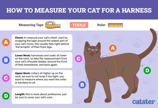 10 Best Escape-Proof Cat Harnesses of 2026: Reviews & Top Picks - Catster