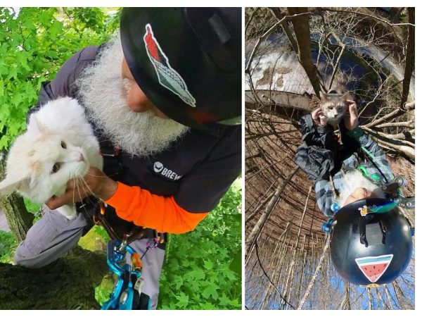 It’s A Bird! It’s A Plane! No, It’s Super Duane! - Catster