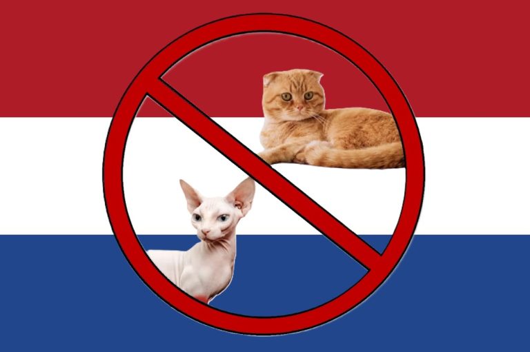 The Netherlands Bans the Sphynx and Scottish Fold - Catster