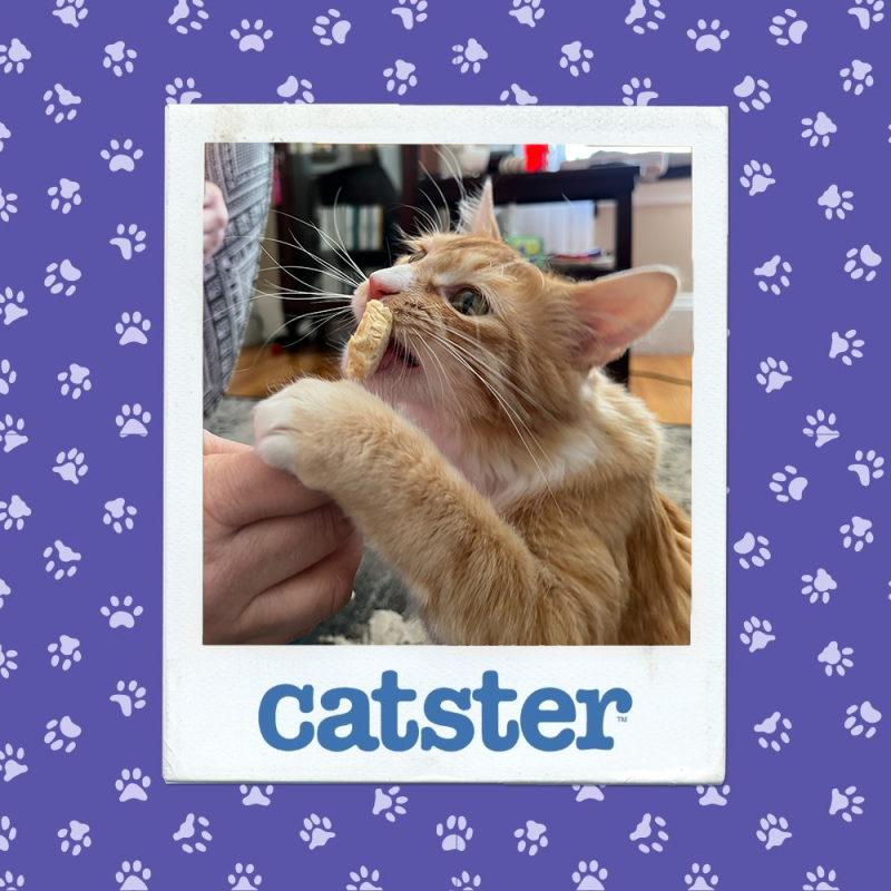 Catster Photo Contest: Cats of the Week Winners (January 29, 2026 ...